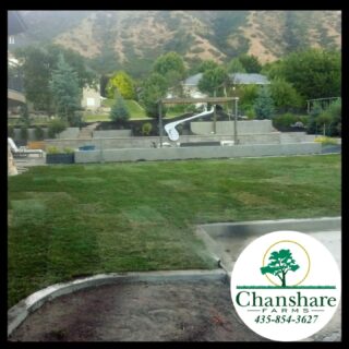 Chanshare Sod - Water Wise Turf (TM), Grass, Sod