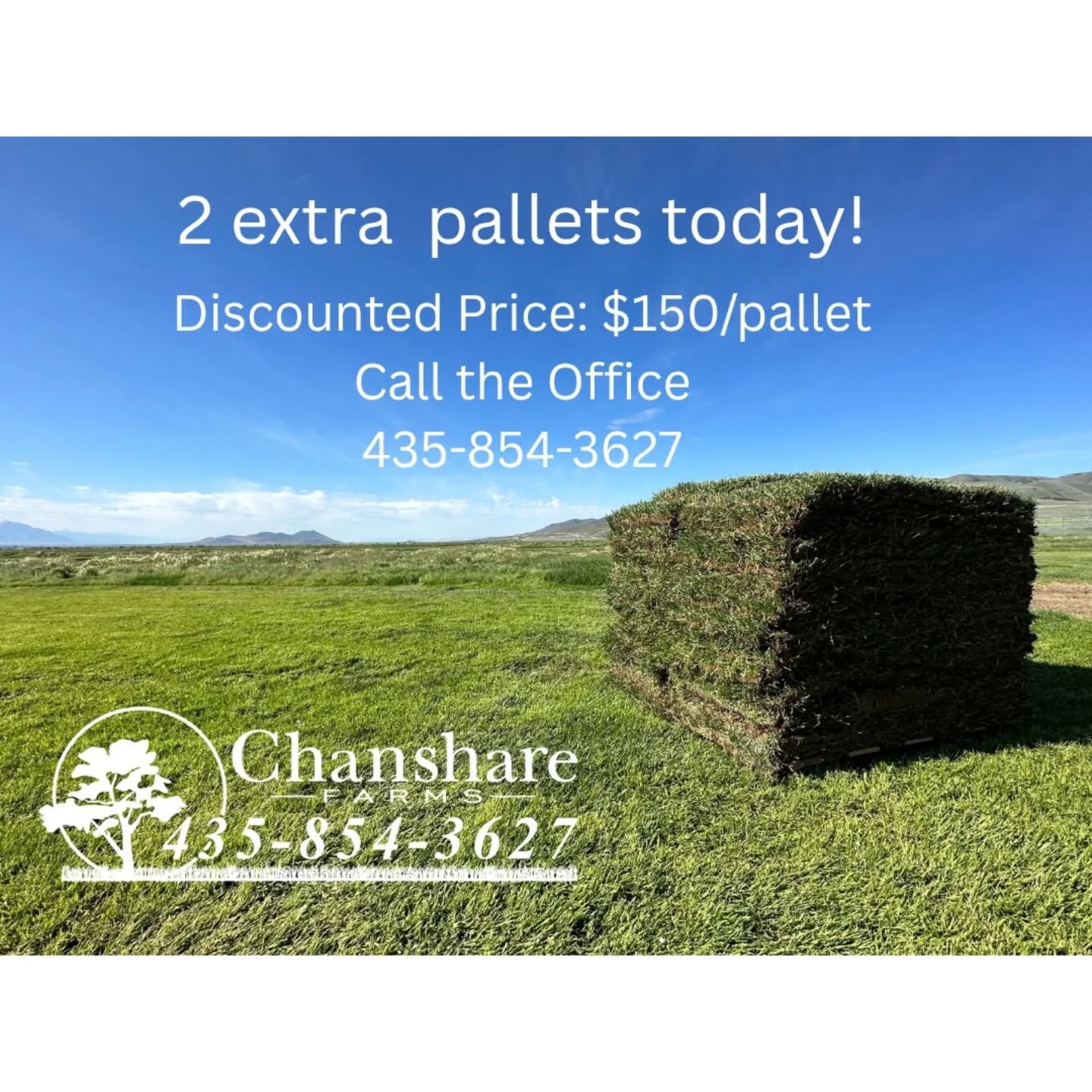 Chanshare Sod - Water Wise Turf (TM), Grass, Sod