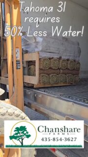 Chanshare Sod - Water Wise Turf (TM), Grass, Sod