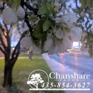 Chanshare Sod - Water Wise Turf (TM), Grass, Sod