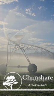 Chanshare Sod - Water Wise Turf (TM), Grass, Sod