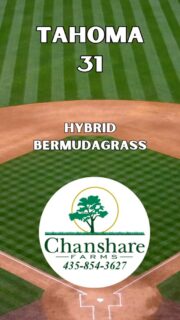 Chanshare Sod - Water Wise Turf (TM), Grass, Sod