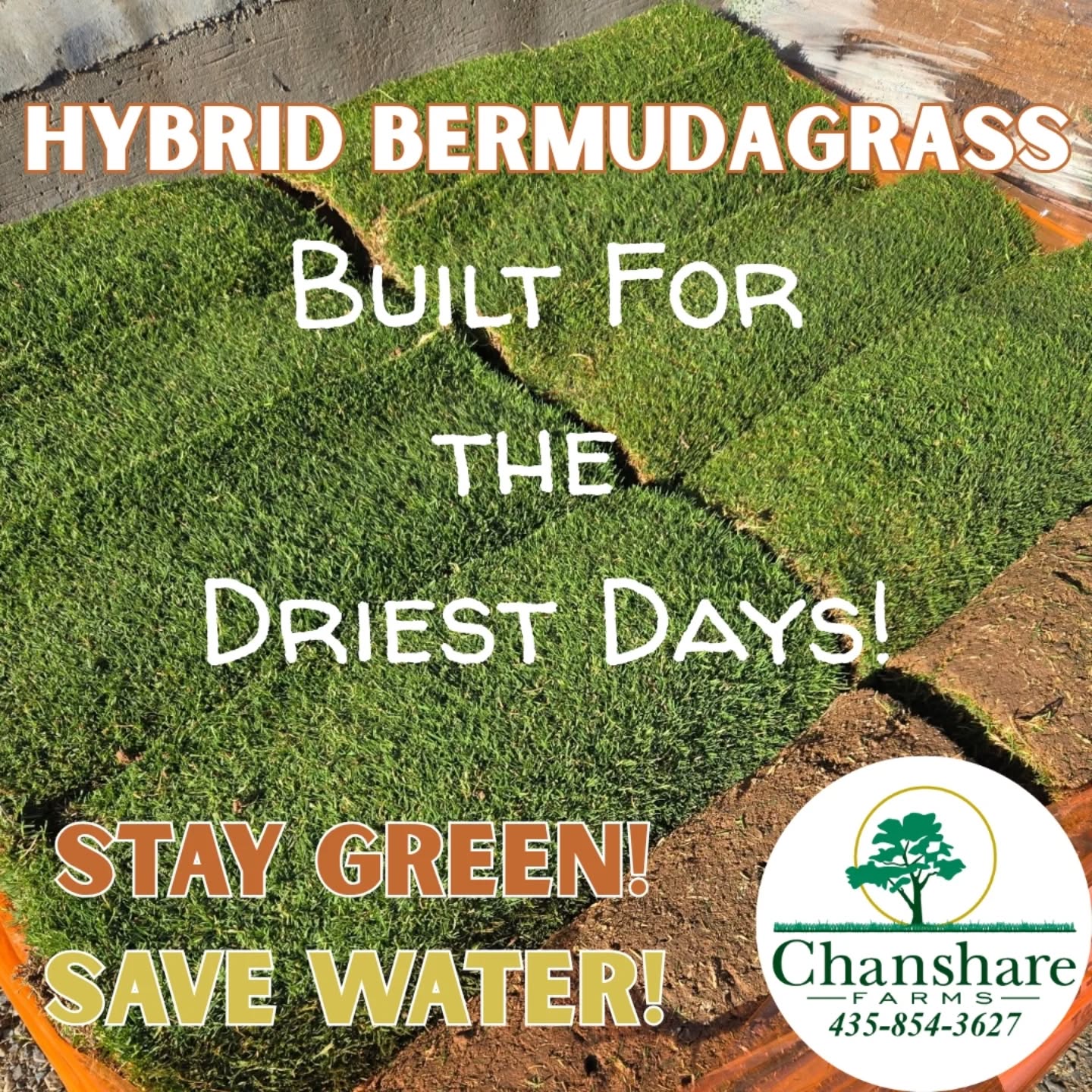 Chanshare Sod - Water Wise Turf (TM), Grass, Sod