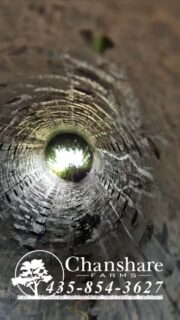 Chanshare Sod - Water Wise Turf (TM), Grass, Sod