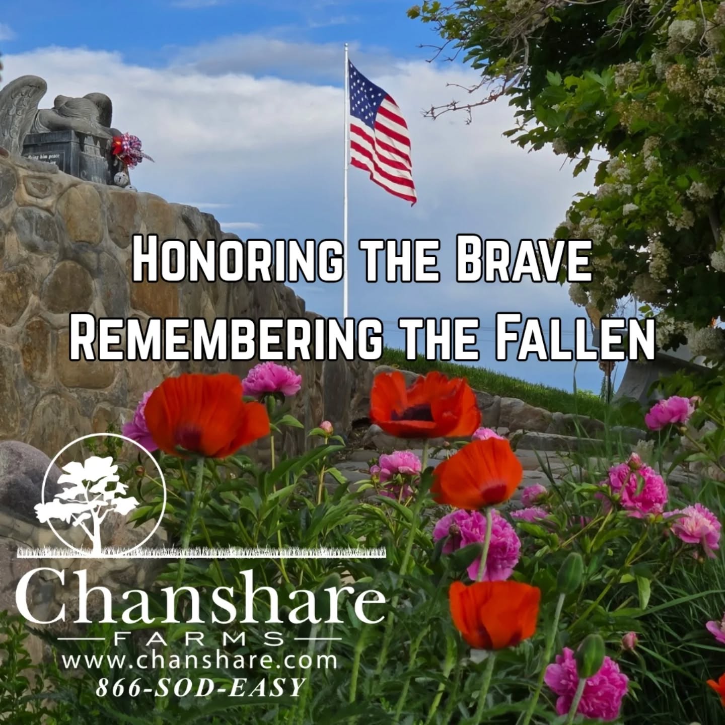 Chanshare Sod - Water Wise Turf (TM), Grass, Sod