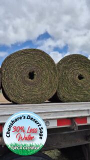Chanshare Sod - Water Wise Turf (TM), Grass, Sod