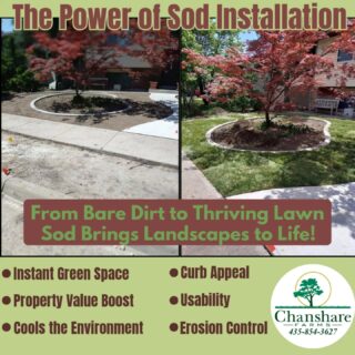 Chanshare Sod - Water Wise Turf (TM), Grass, Sod
