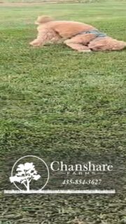 Chanshare Sod - Water Wise Turf (TM), Grass, Sod