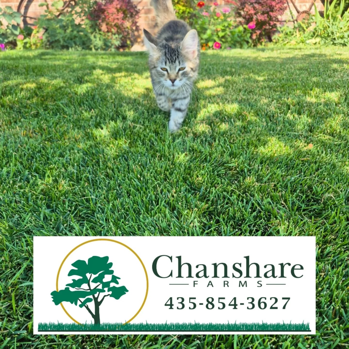 Chanshare Sod - Water Wise Turf (TM), Grass, Sod