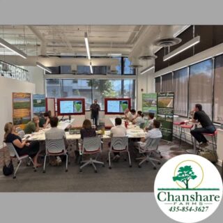 Chanshare Sod - Water Wise Turf (TM), Grass, Sod