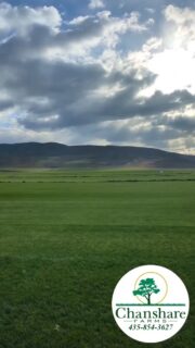 Chanshare Sod - Water Wise Turf (TM), Grass, Sod