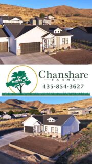 Chanshare Sod - Water Wise Turf (TM), Grass, Sod
