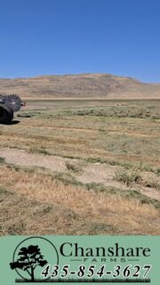 Chanshare Sod - Water Wise Turf (TM), Grass, Sod