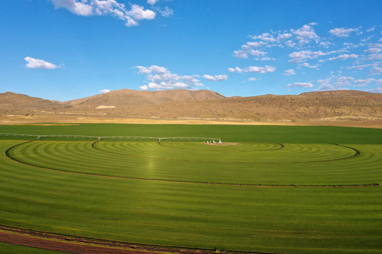 Chanshare Sod - Water Wise Turf (TM), Grass, Sod