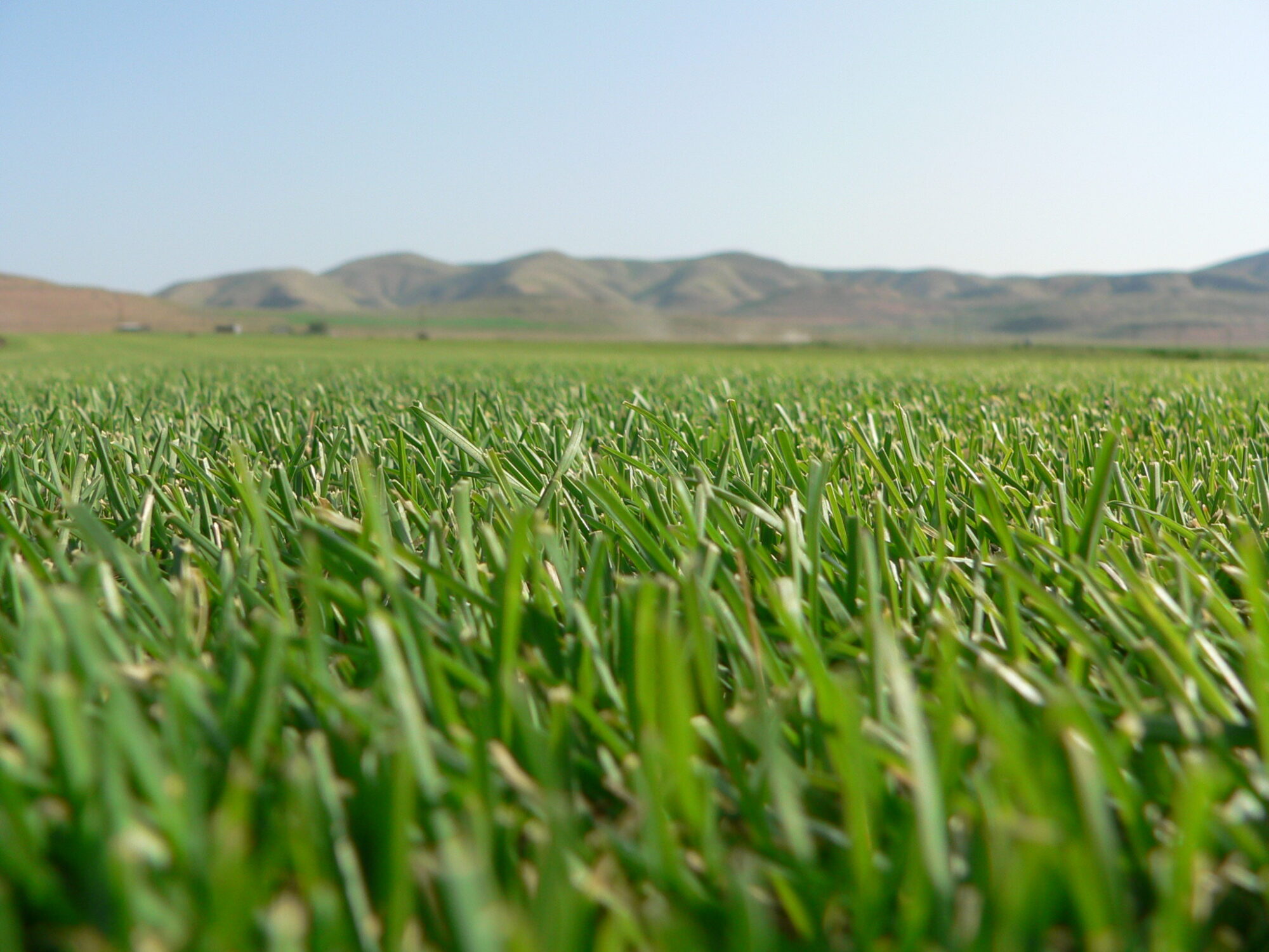 TWCA Turf: DESERT SAGE by Chanshare | Chanshare Sod Farms