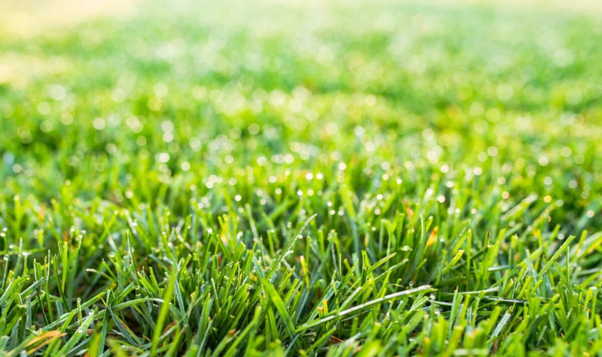 Turfgrass Choices | Chanshare Sod Farms
